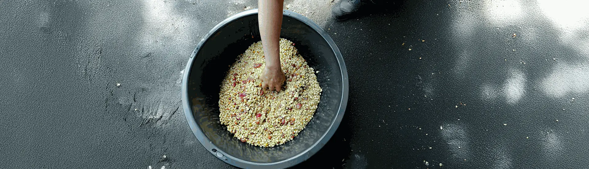 Infused and Co-Fermented Coffee Processing: Pioneering New Flavor Frontiers | Pure Coffee